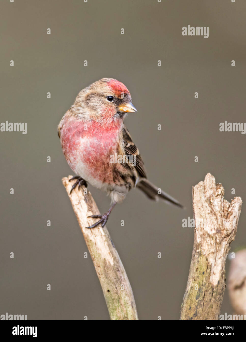 Red cap bird hi-res stock photography and images - Alamy