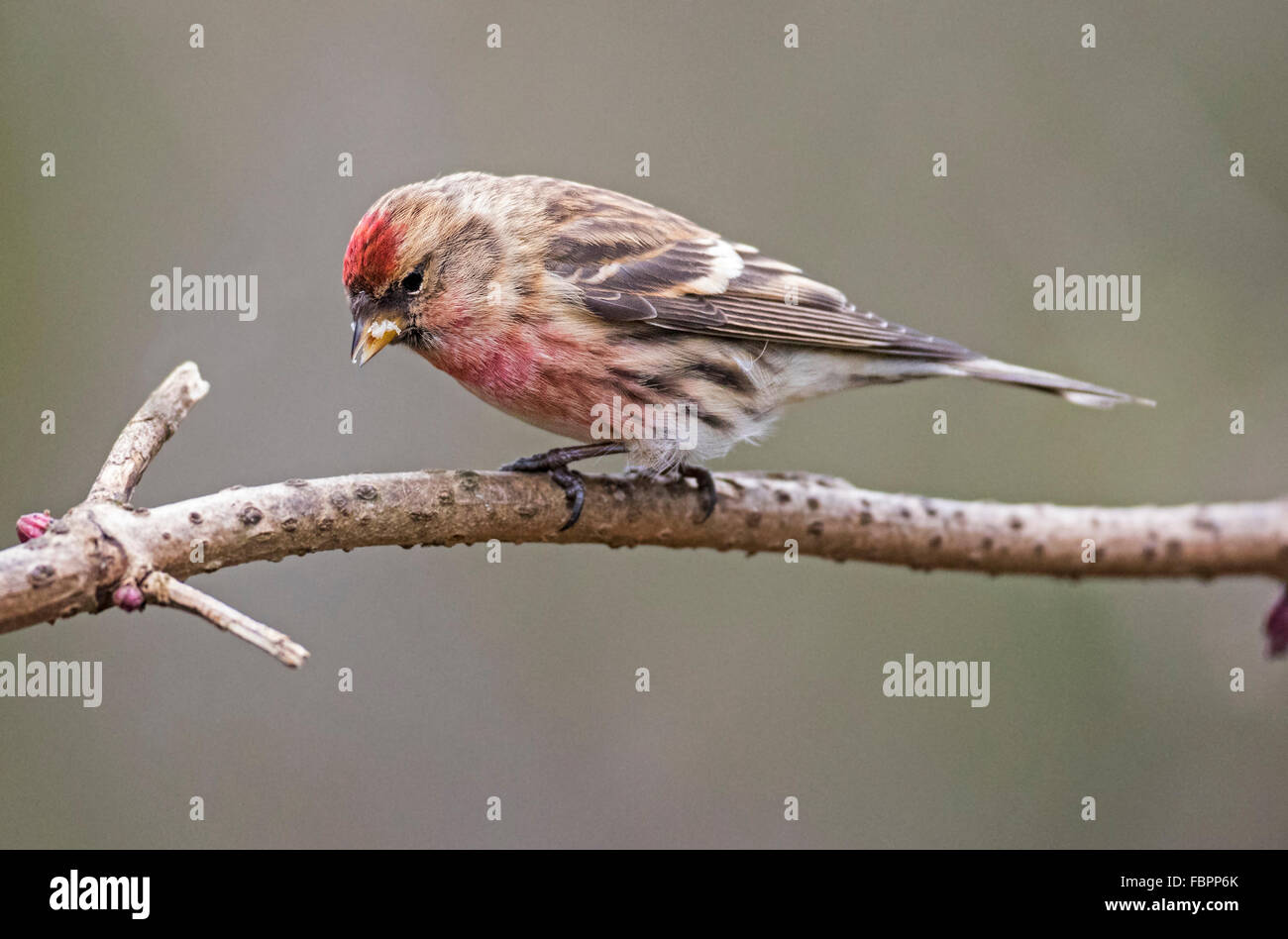 Common Redpoll (Carduelis flammea Stock Photo - Alamy