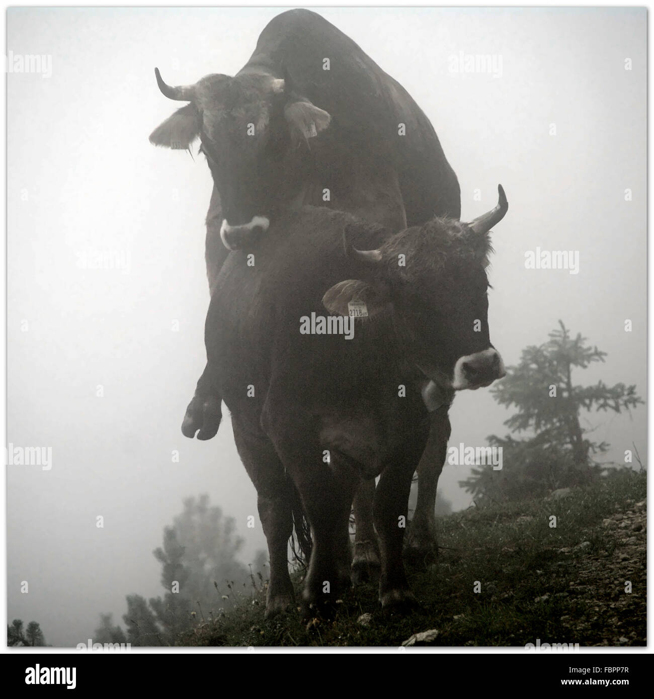 Cow mating hi-res stock photography and images - Alamy