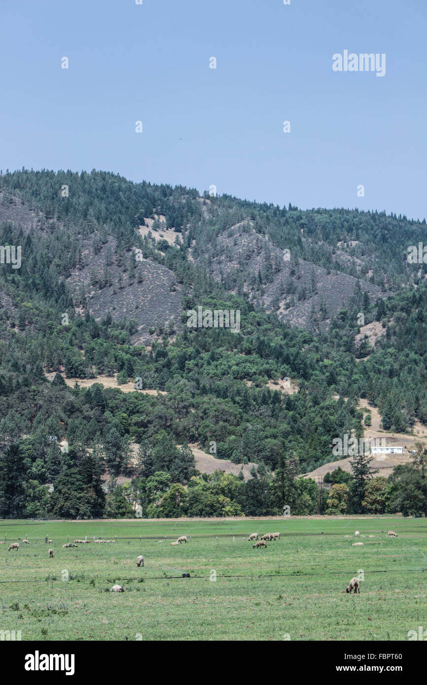 Sheep in a green pasture hi-res stock photography and images - Alamy