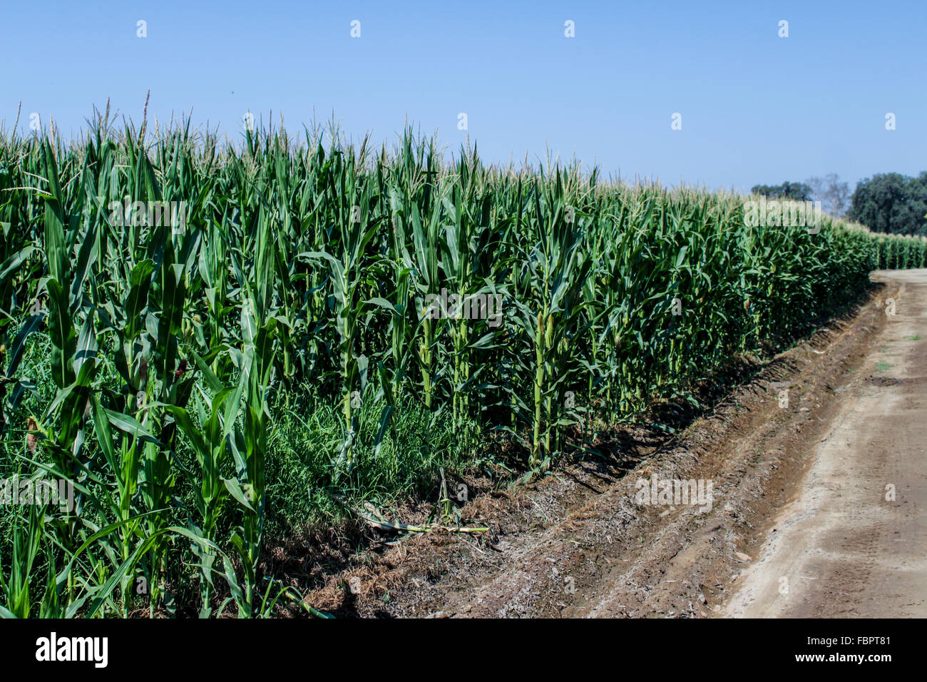 Corn crops hi-res stock photography and images - Alamy
