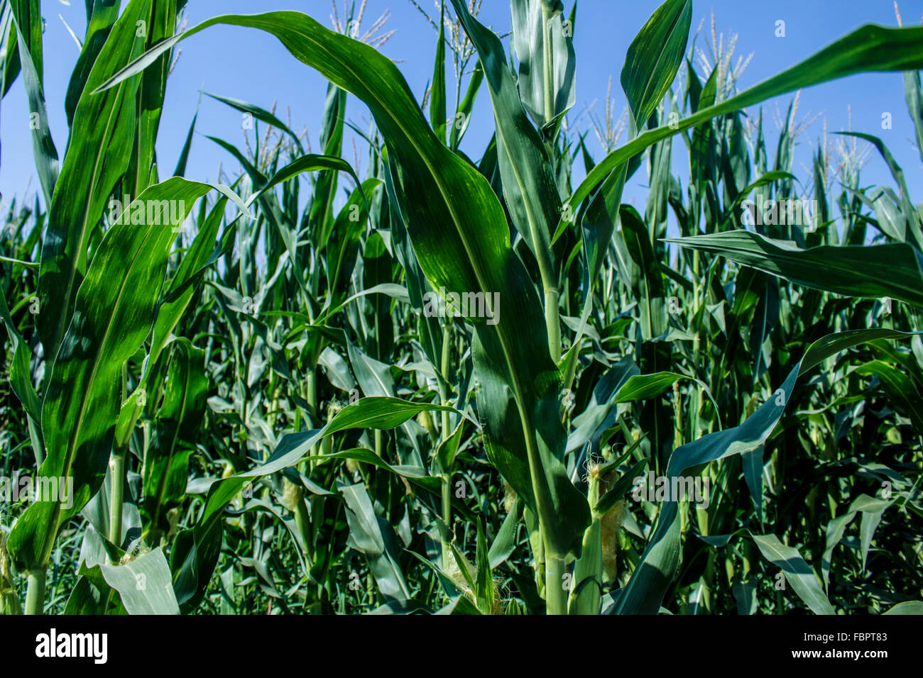 Corn crops hi-res stock photography and images - Alamy