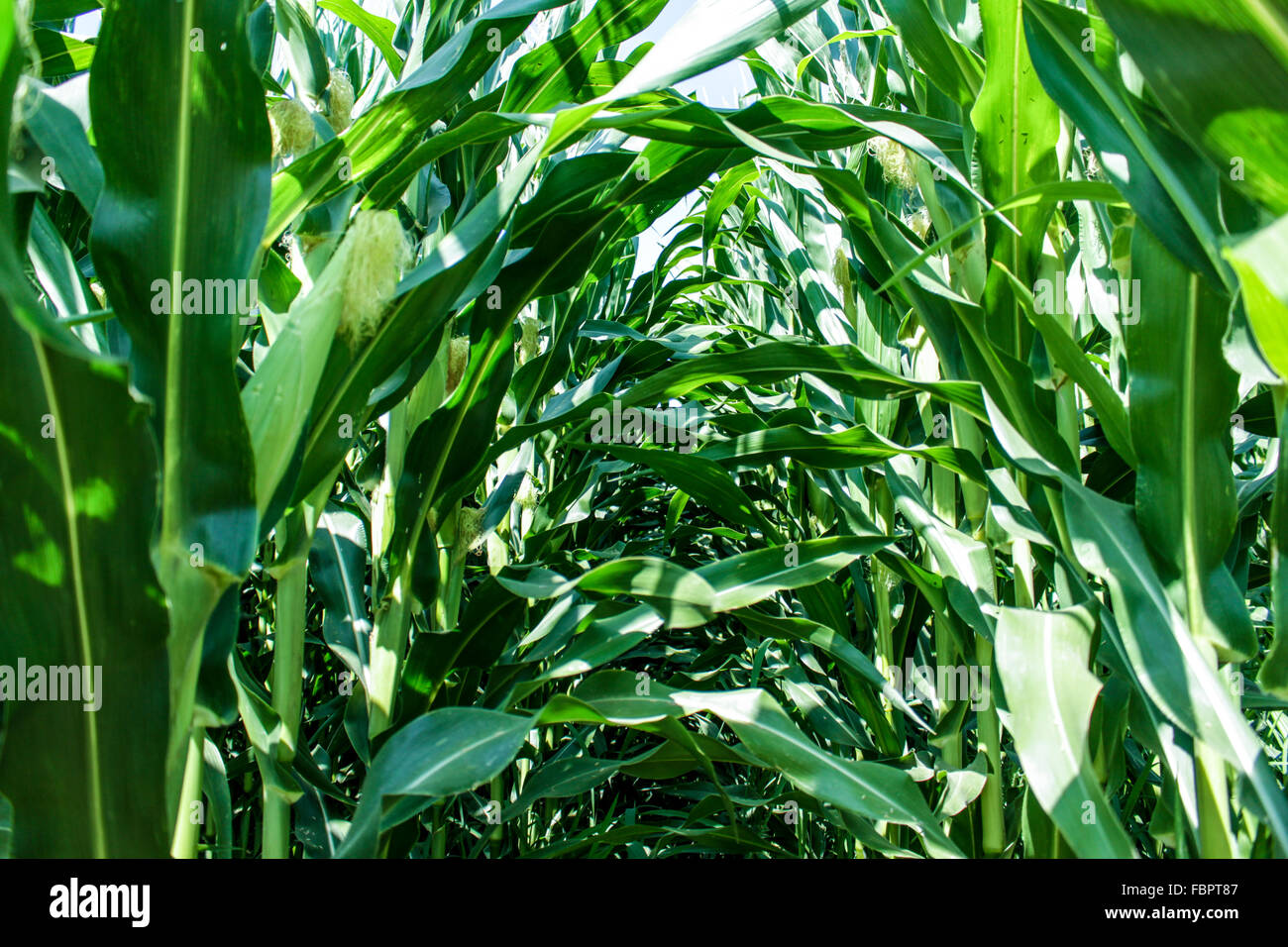 Corn crops hi-res stock photography and images - Alamy