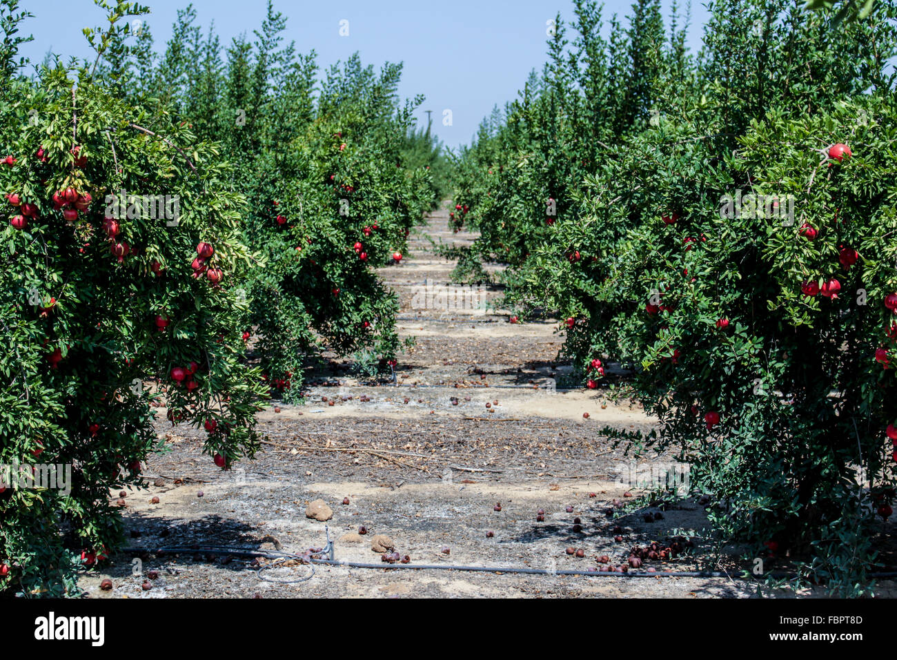 Pomegranate farm hi-res stock photography and images - Alamy