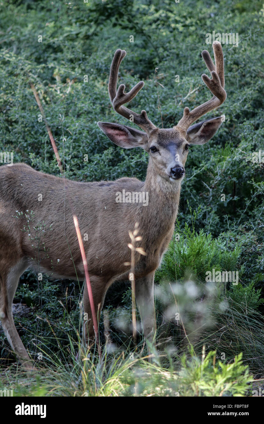Two whitetail deer bucks hi-res stock photography and images - Alamy