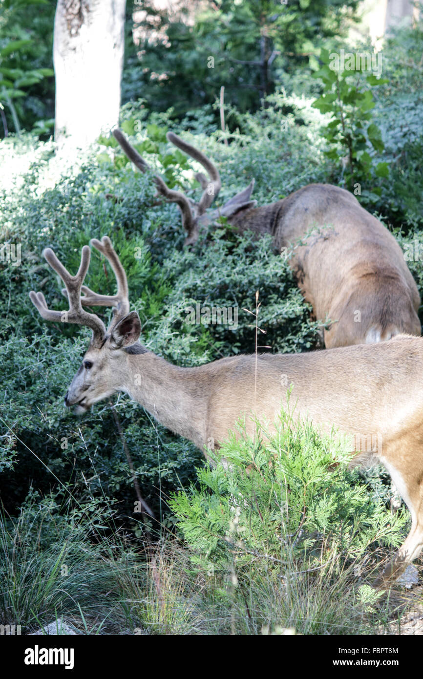 Male bucks hi-res stock photography and images - Alamy