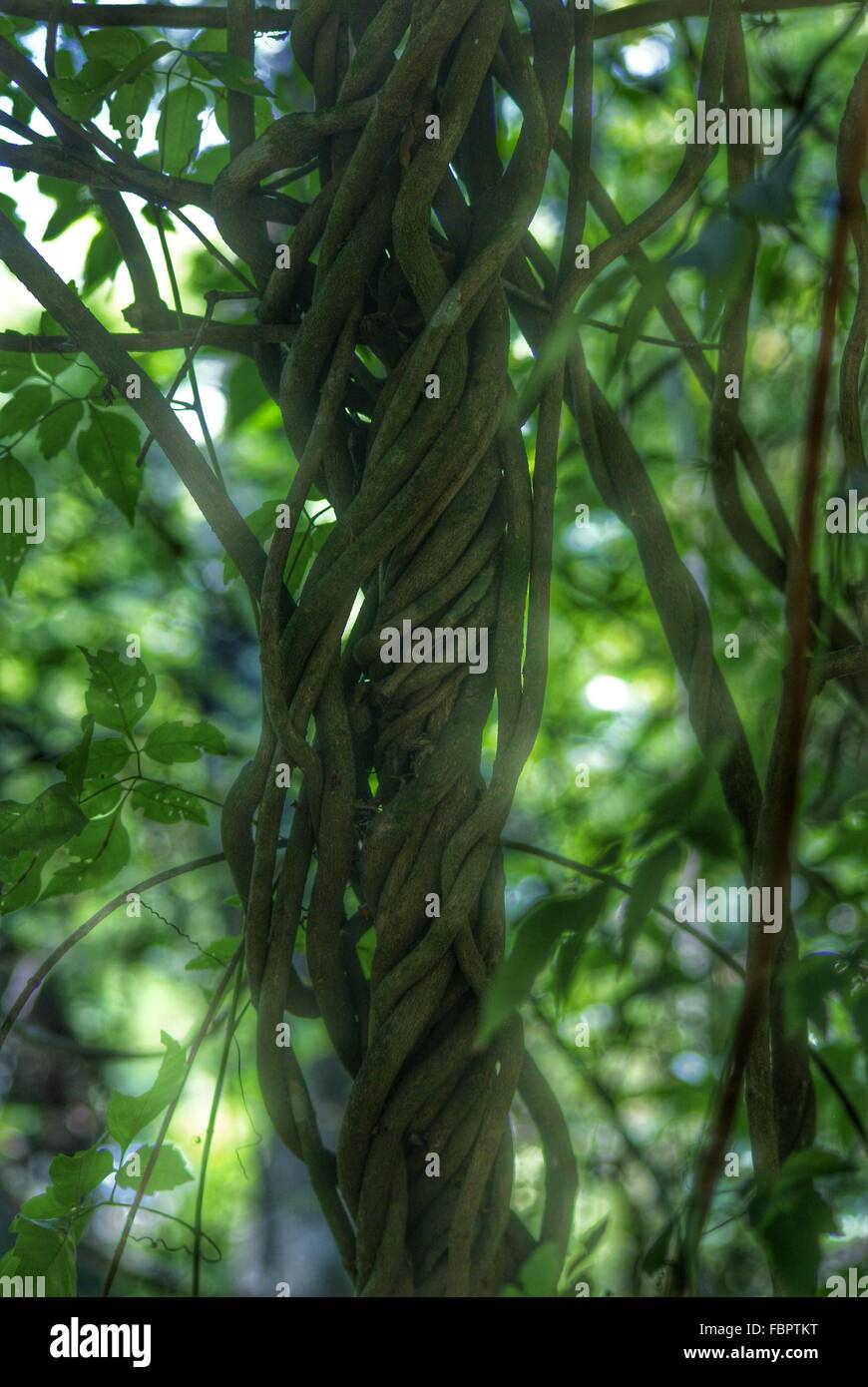 Close-Up Of Intertwined Branches And Leaves Stock Photo - Alamy