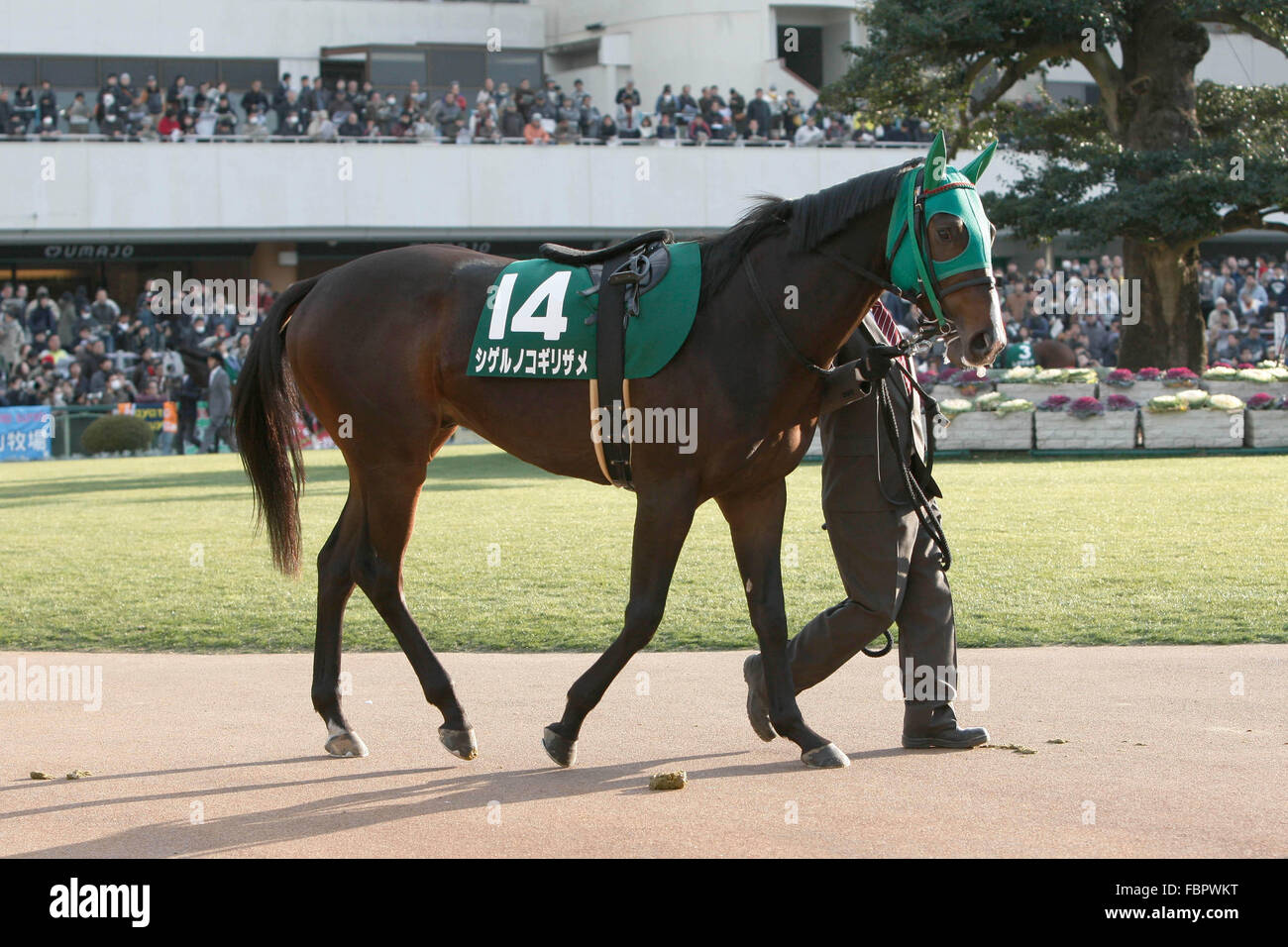 Kyoto, Japan. 10th Jan, 2016. Sigerunokogirizame Horse Racing ...