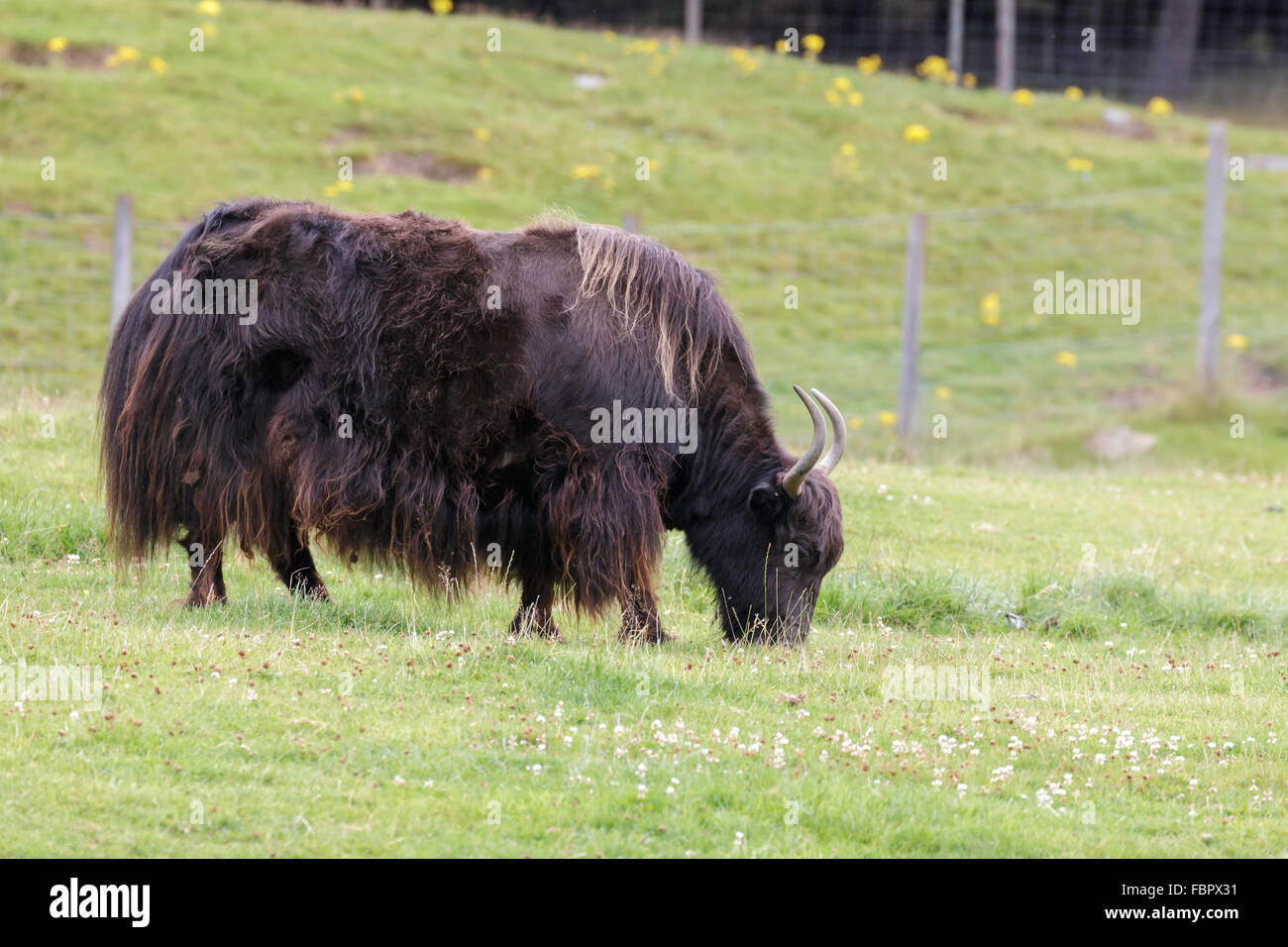 Yak (Bos grunniens Stock Photo - Alamy