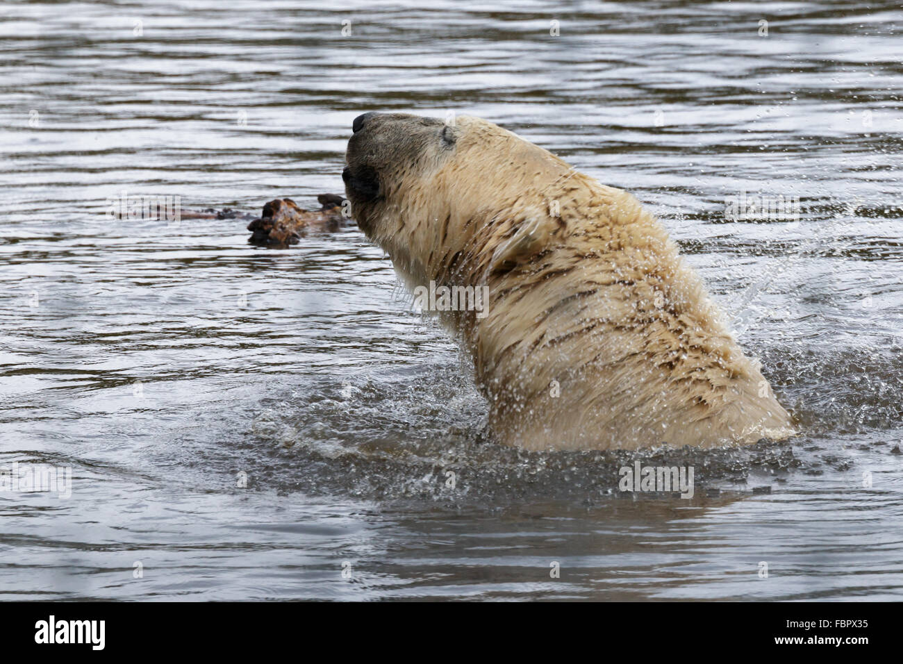 Polar Bear (Ursus maritimus Stock Photo - Alamy