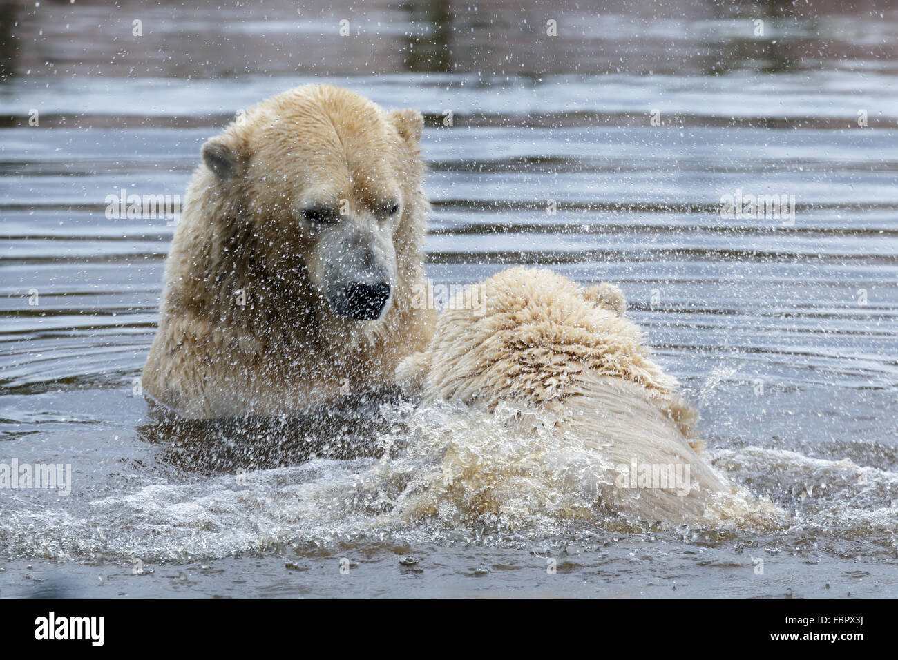Polar Bear (Ursus maritimus Stock Photo - Alamy