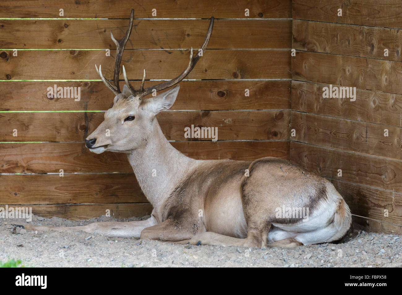 Lipped deer hi-res stock photography and images - Alamy