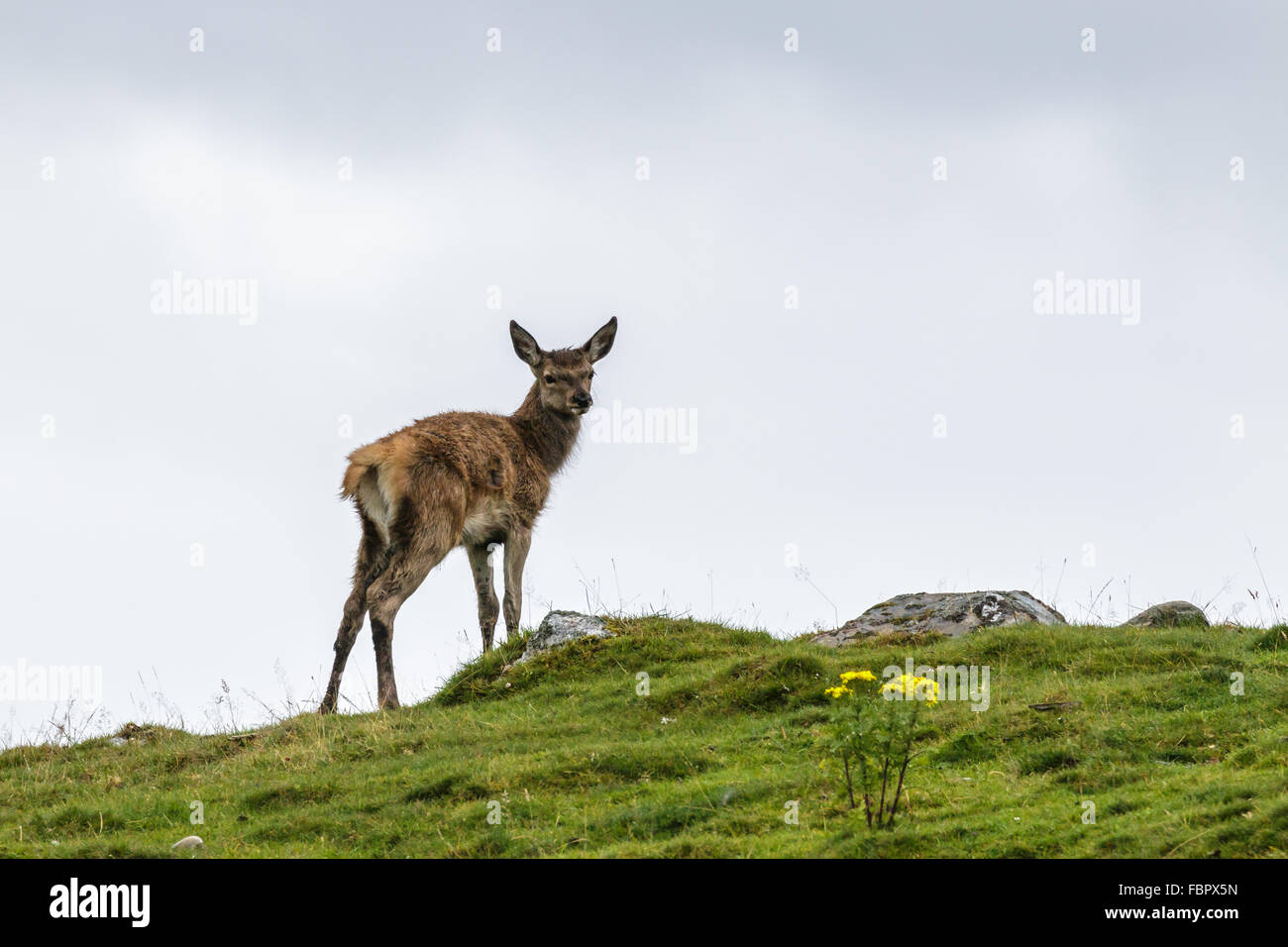 Baby deer scotland hi-res stock photography and images - Alamy
