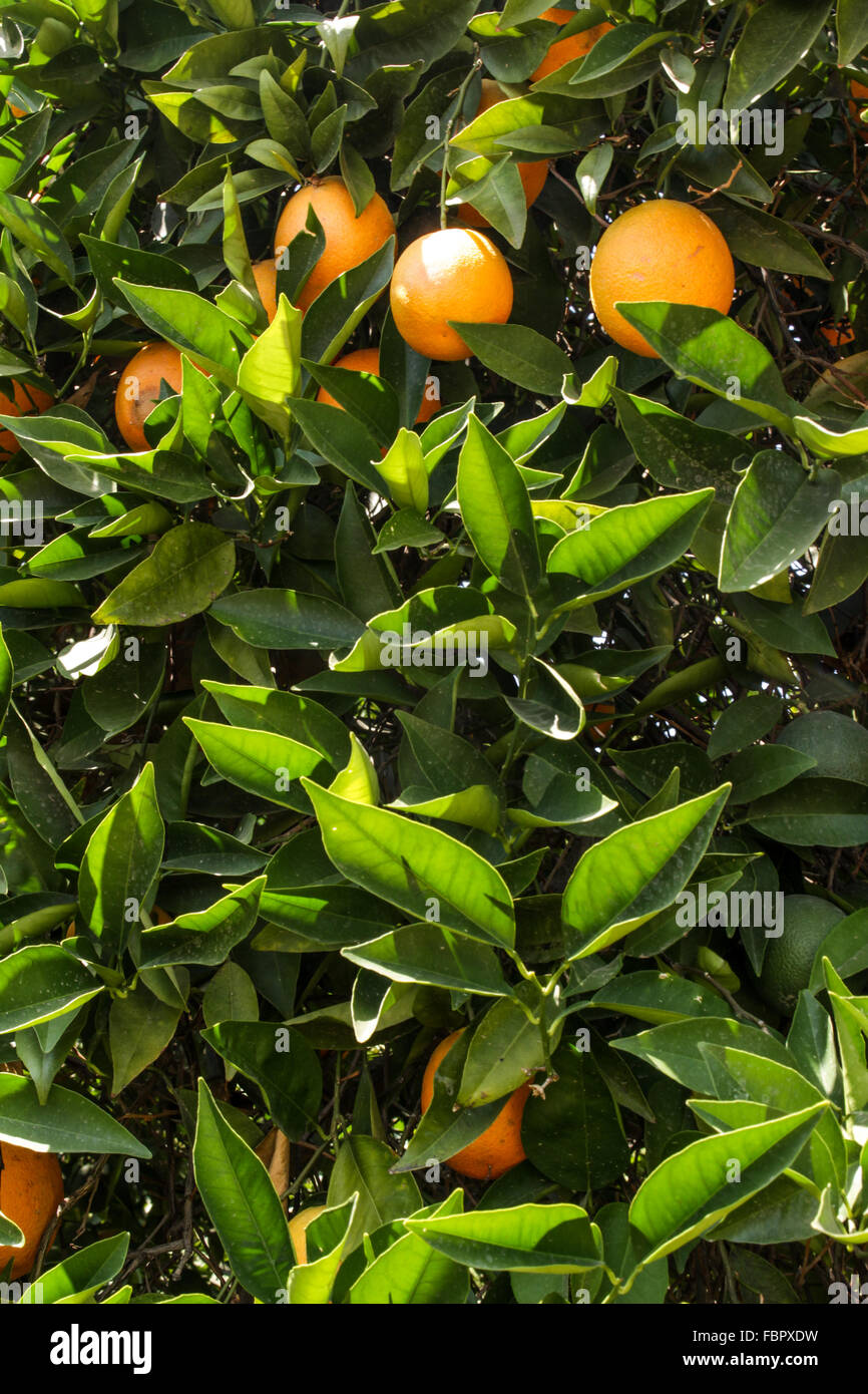 Growing produce trees hi-res stock photography and images - Alamy