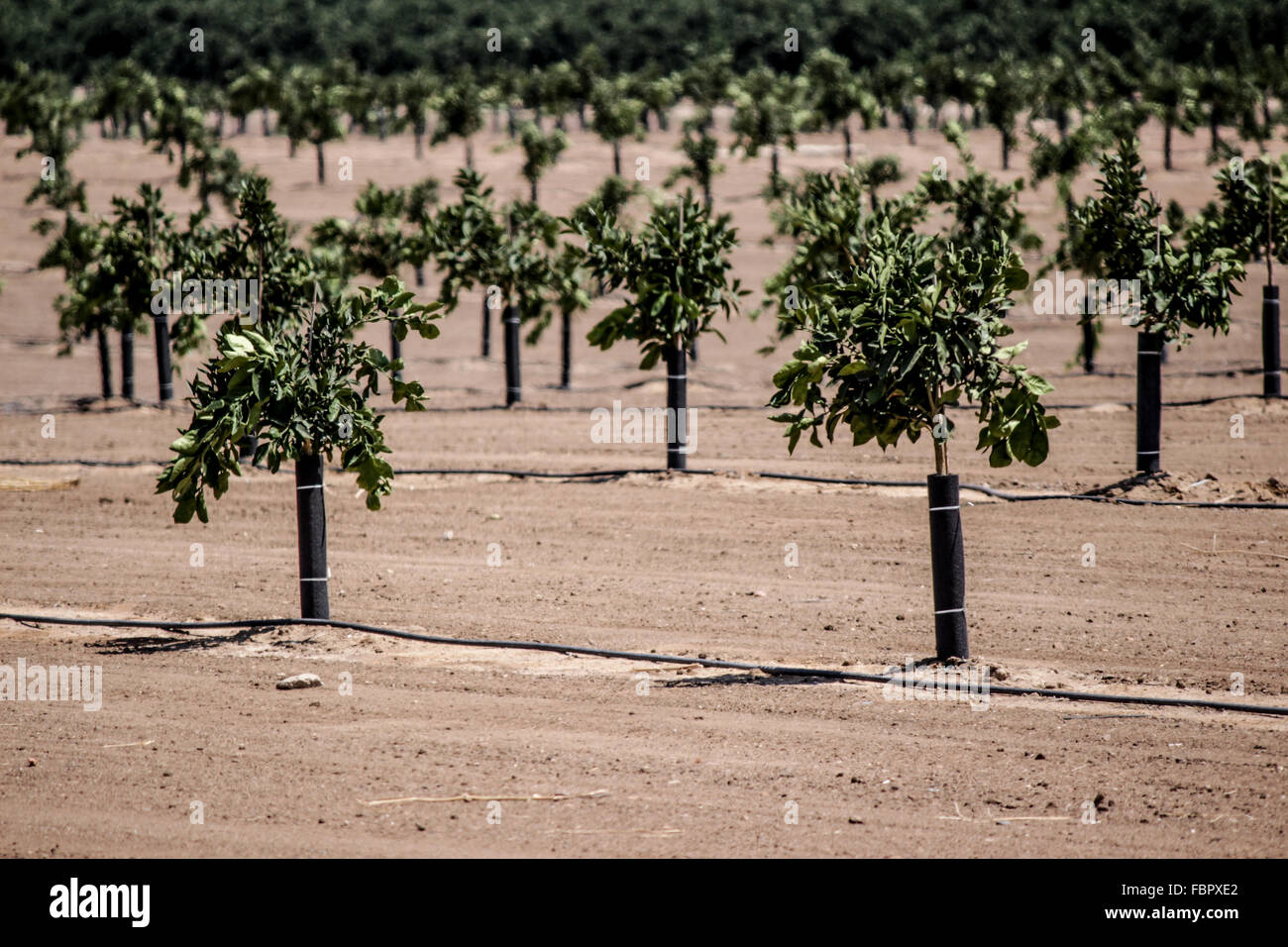 Farm saplings hi-res stock photography and images - Alamy