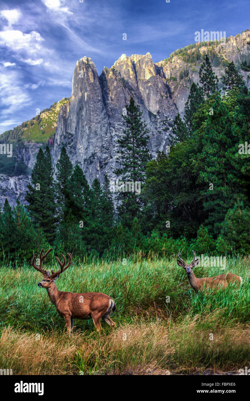 Two Whitetail Deer in the Wild - Male Bucks with Velvet Antlers at ...