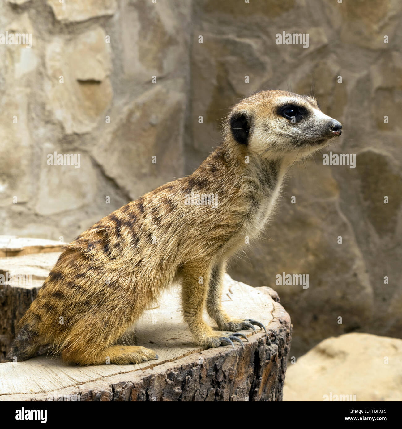 Meerkat side profile hi-res stock photography and images - Alamy