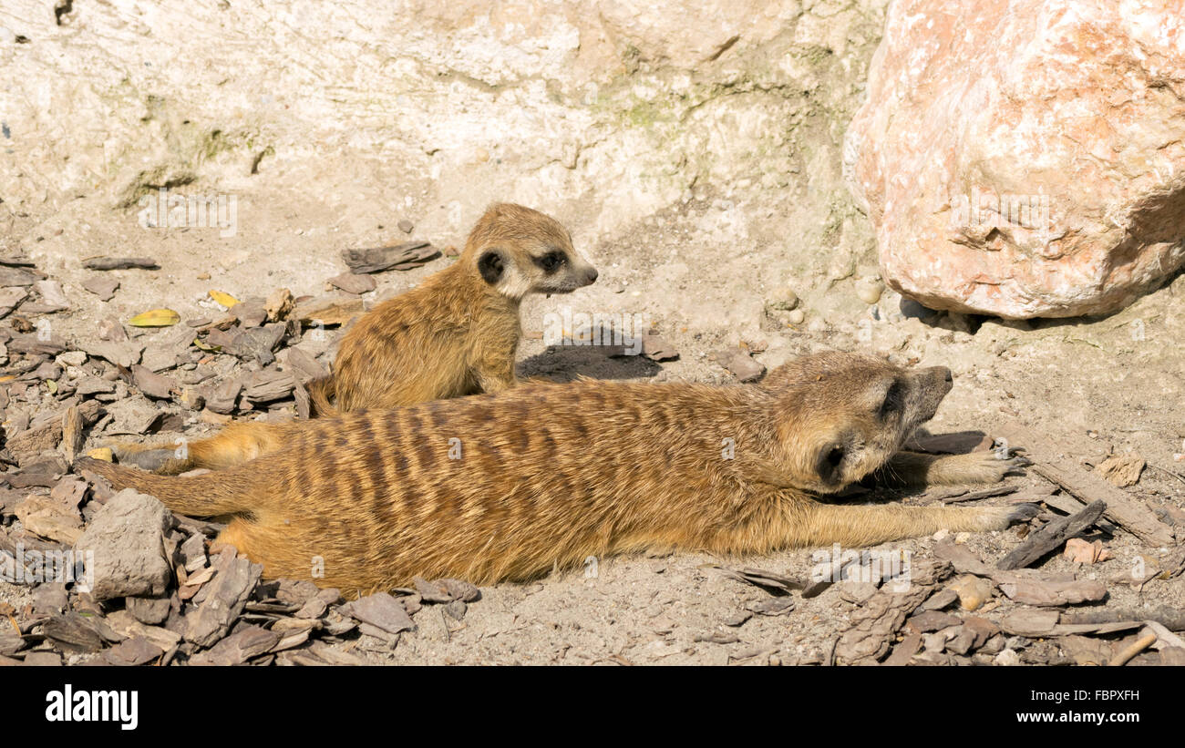 Baby meerkat (Suricata suricatta) with its mother Stock Photo - Alamy