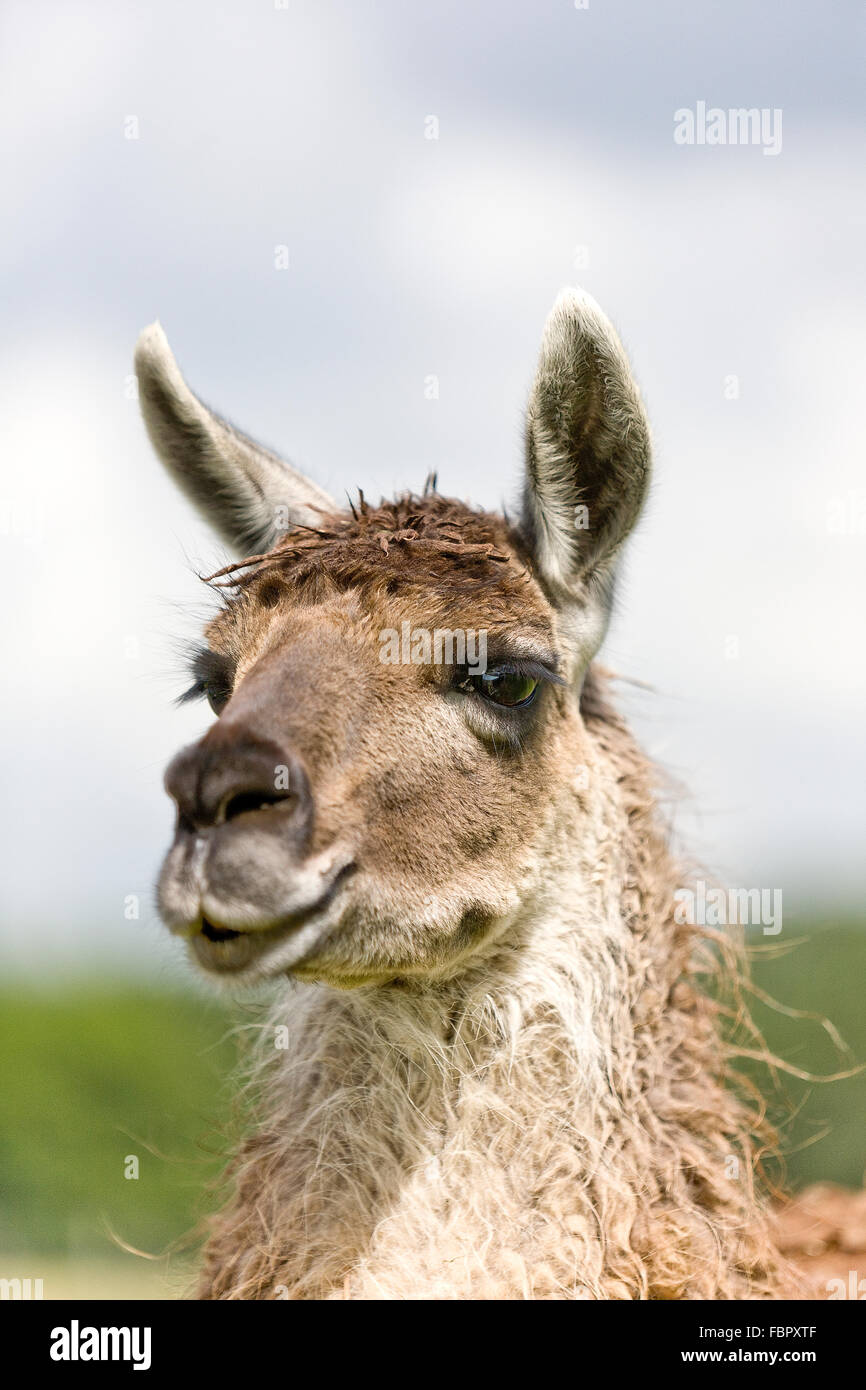 European llama hi-res stock photography and images - Alamy
