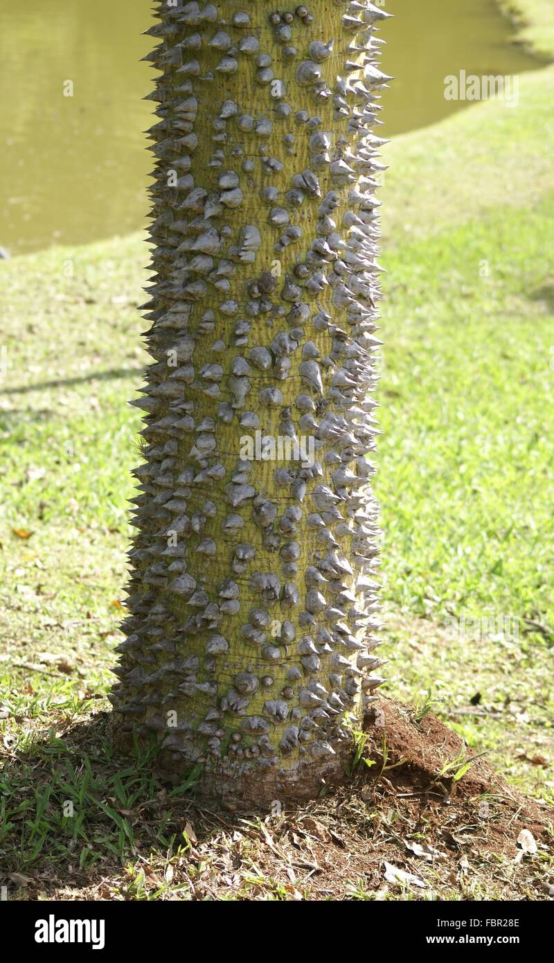 Thorny Tree Trunk High Resolution Stock Photography and Images - Alamy