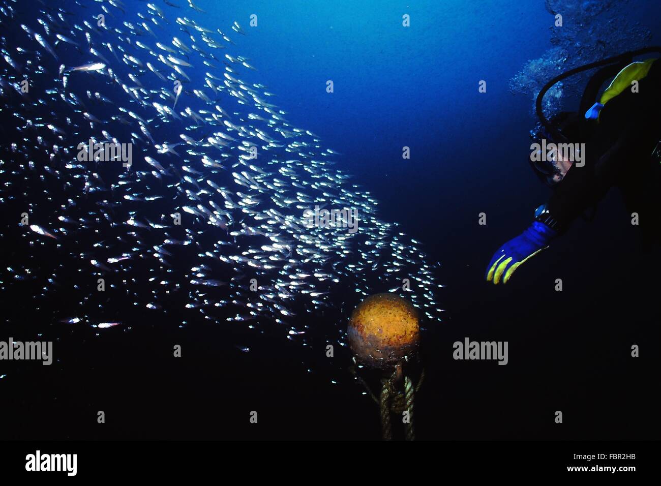 Sea bottom fish hi-res stock photography and images - Alamy