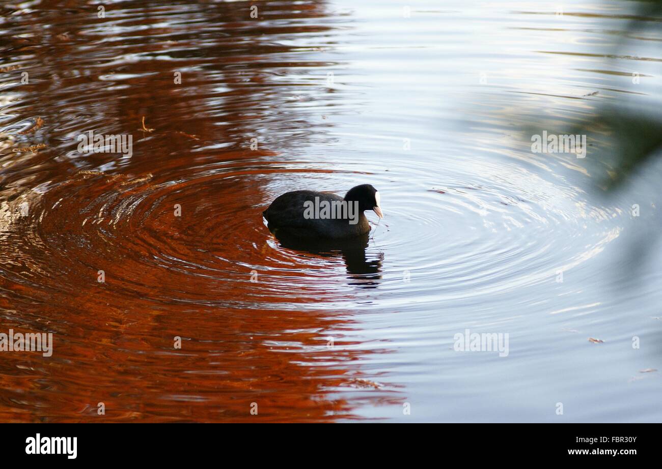 Floating duck on water hi-res stock photography and images - Alamy