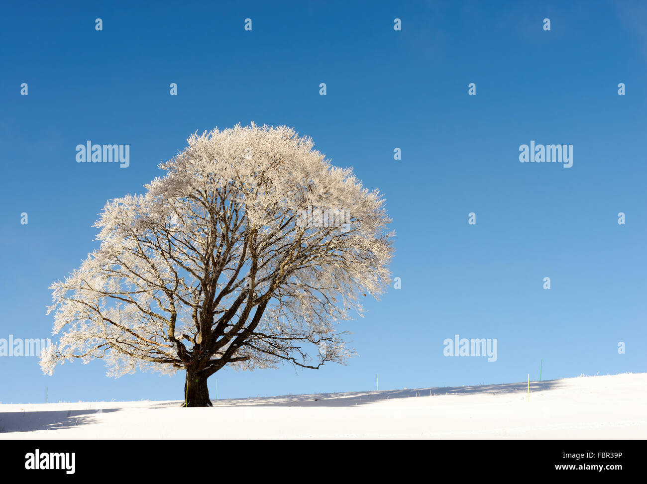 several winter tree in snow in winter Stock Photo - Alamy