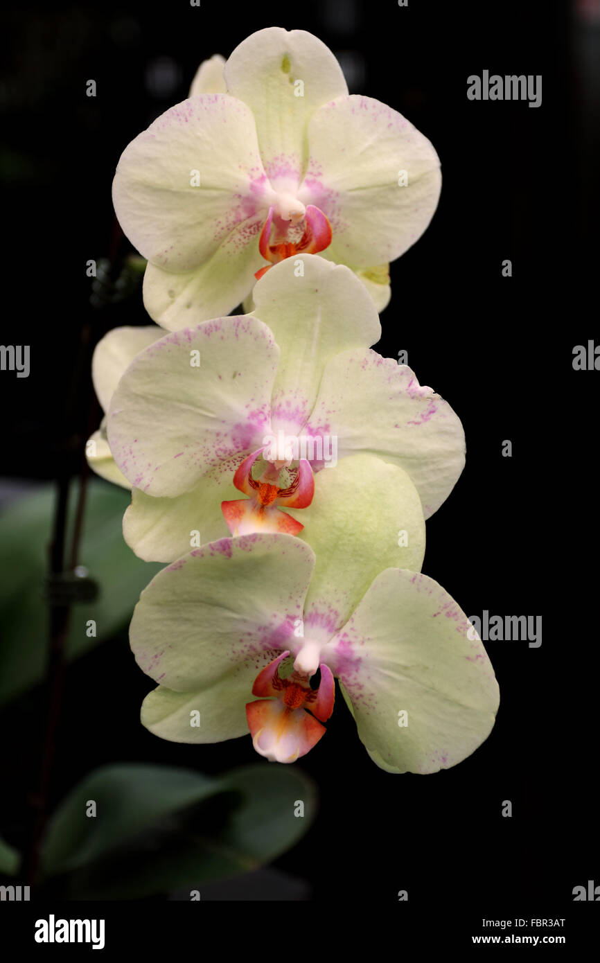 Yellow Phalaenopsis orchids or known as Moth orchids Stock Photo - Alamy