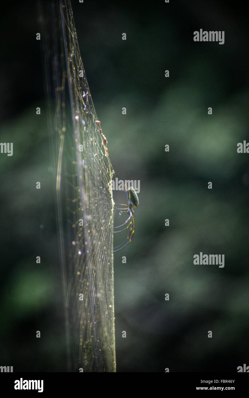 Spider side view hi-res stock photography and images - Alamy