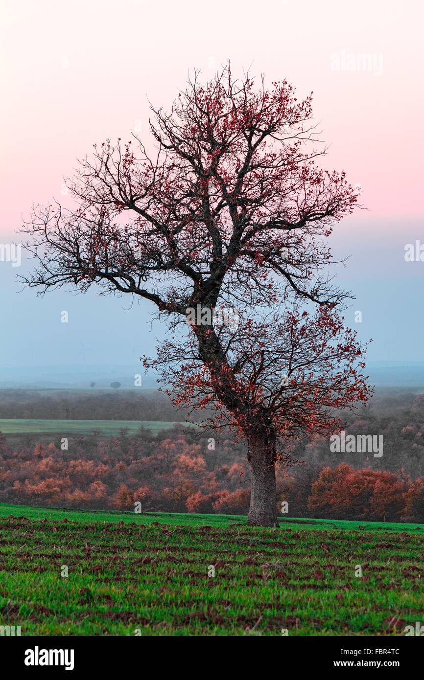 red solitary tree in the woods Stock Photo - Alamy