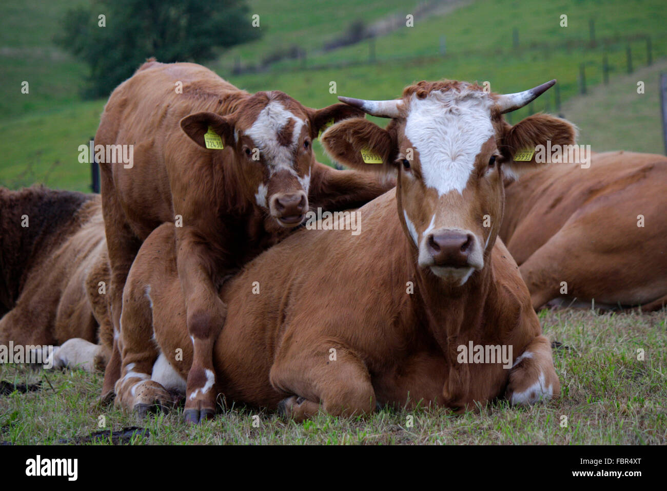 Rind - Saechsische Schweiz Stock Photo - Alamy