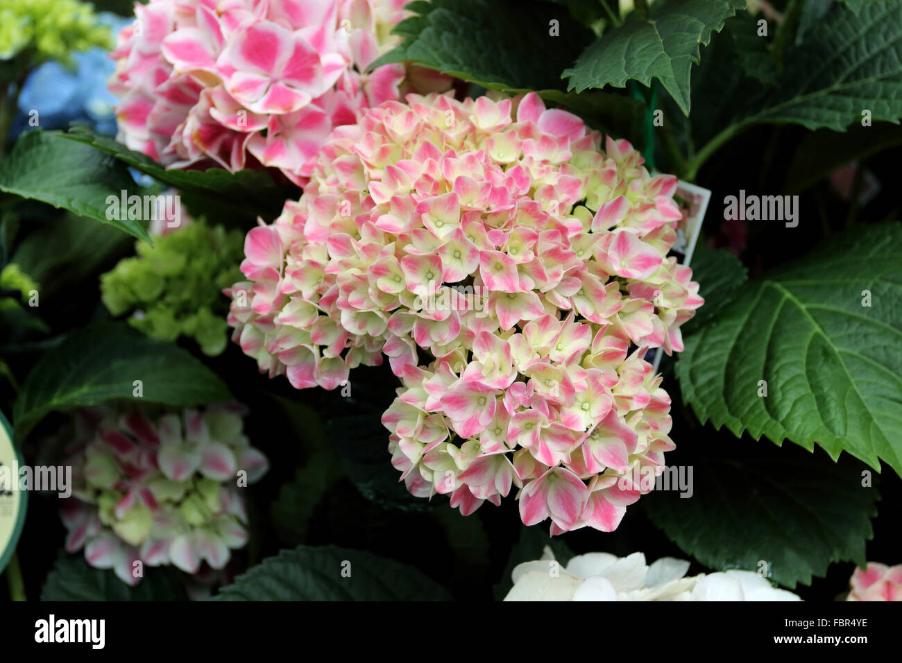 Hydrangeas varieties hi-res stock photography and images - Alamy