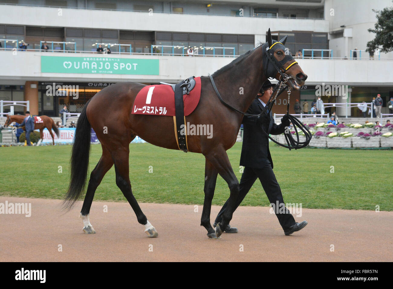 Kyoto, Japan. 17th Jan, 2016. Reve Mistral Horse Racing : Reve Mistral ...