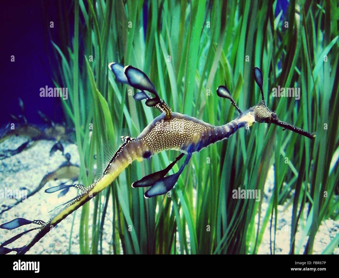 Weedy sea dragon hi-res stock photography and images - Alamy