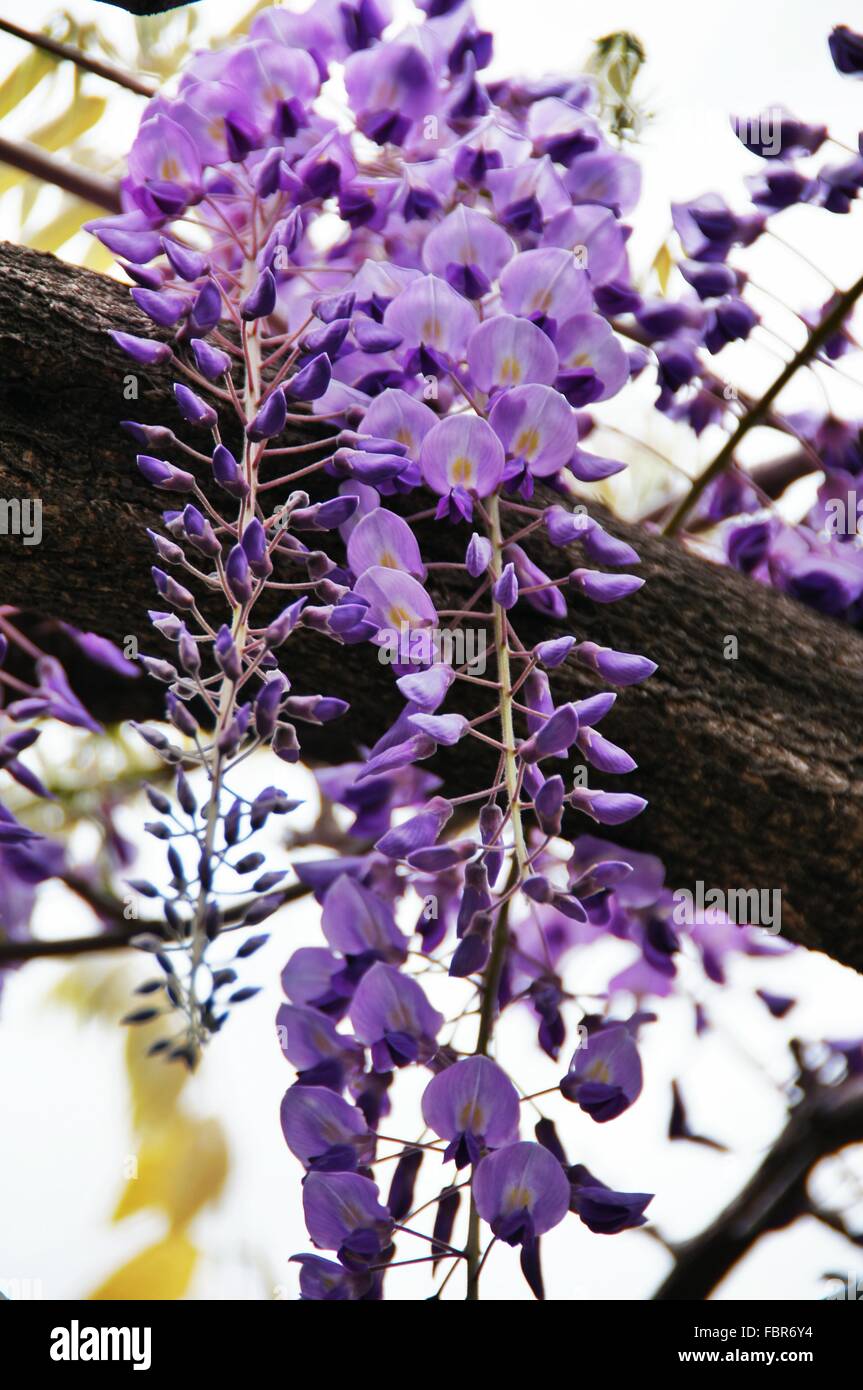 Hanging from flower hi-res stock photography and images - Alamy