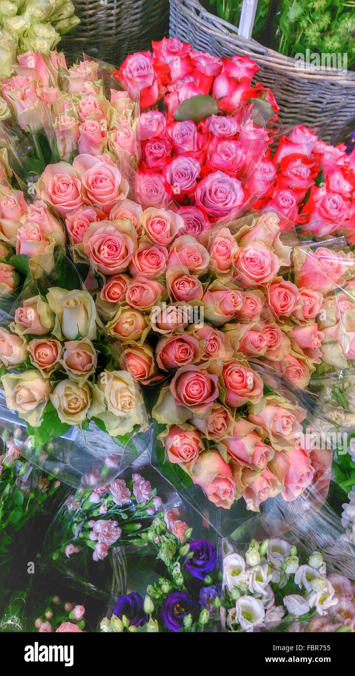 Abundance of roses hi-res stock photography and images - Alamy