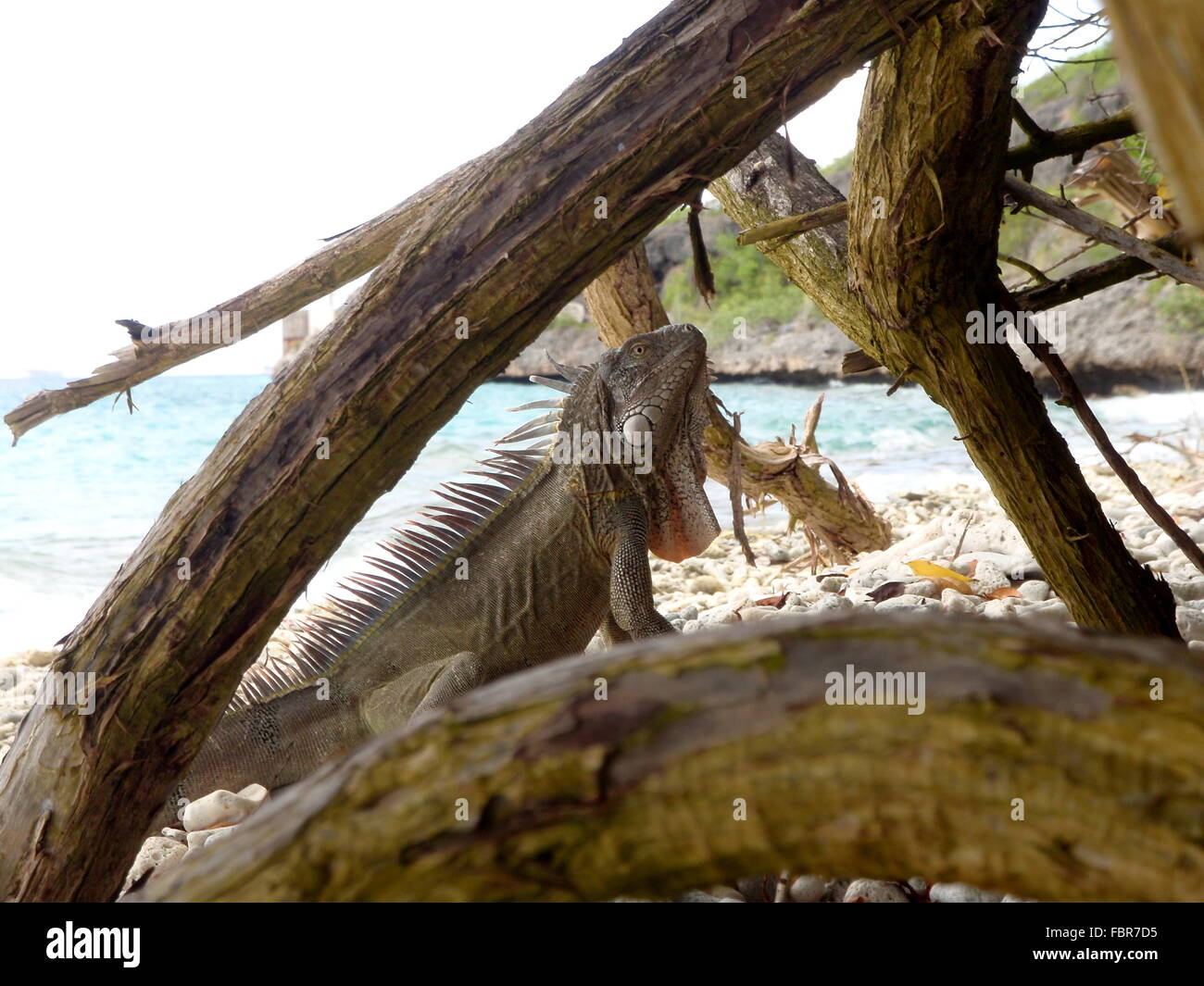 Iguana on the beach hi-res stock photography and images - Alamy