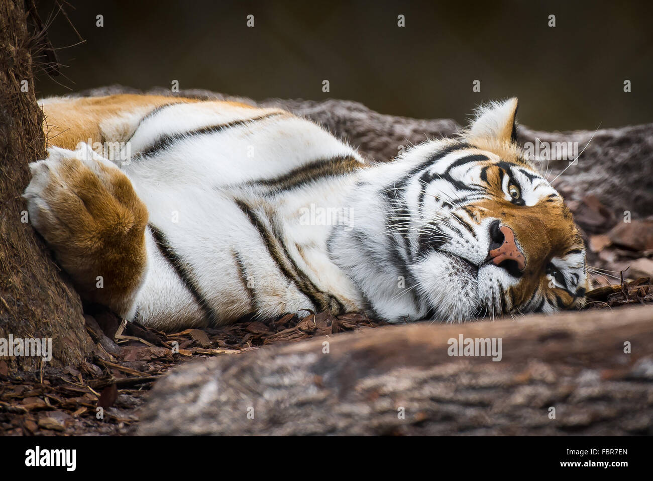 Tiger On Tree Stock Photos & Tiger On Tree Stock Images - Alamy