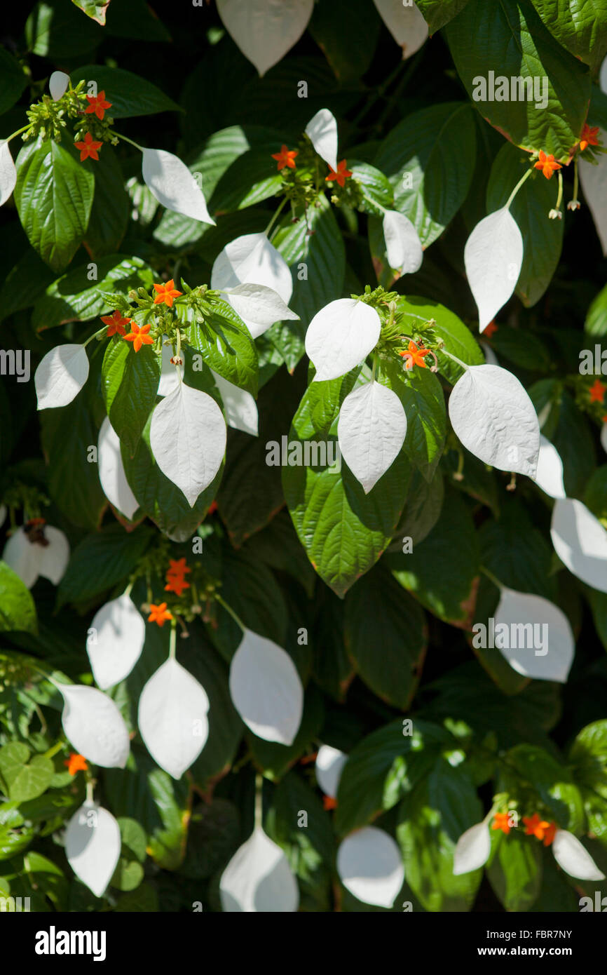 Mussaenda frondosa hi-res stock photography and images - Alamy