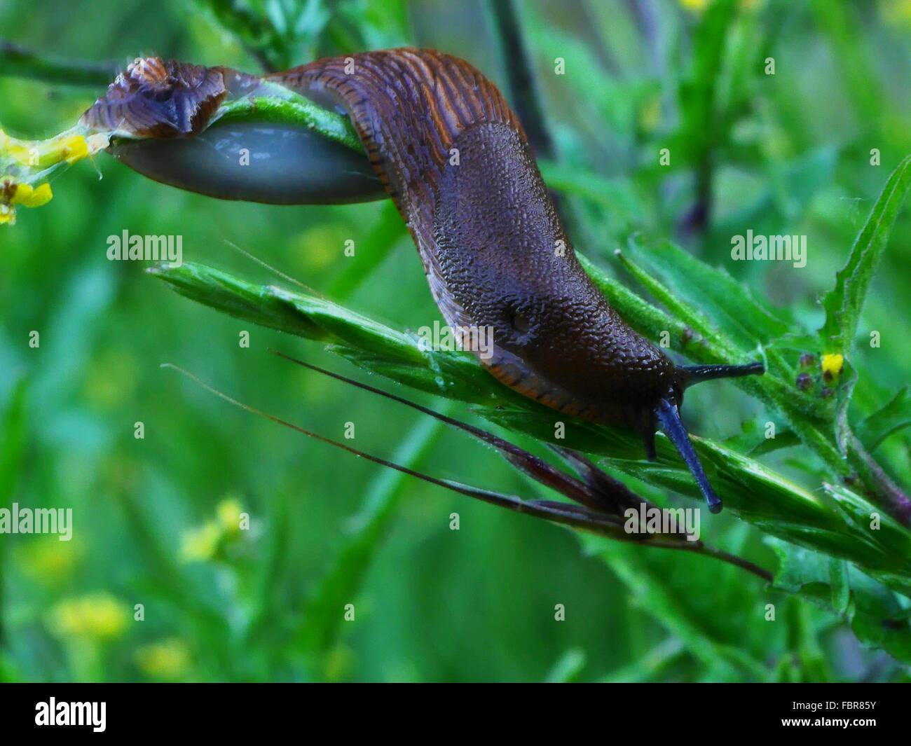 Homeless snail hi-res stock photography and images - Alamy