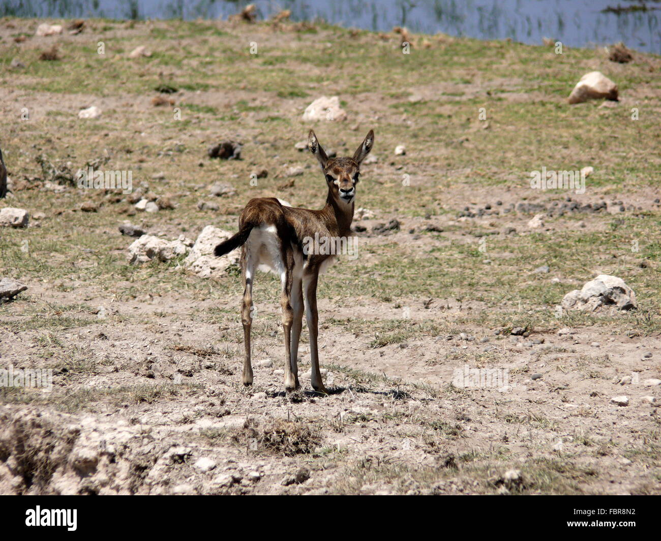 Baby Antelope High Resolution Stock Photography and Images - Alamy
