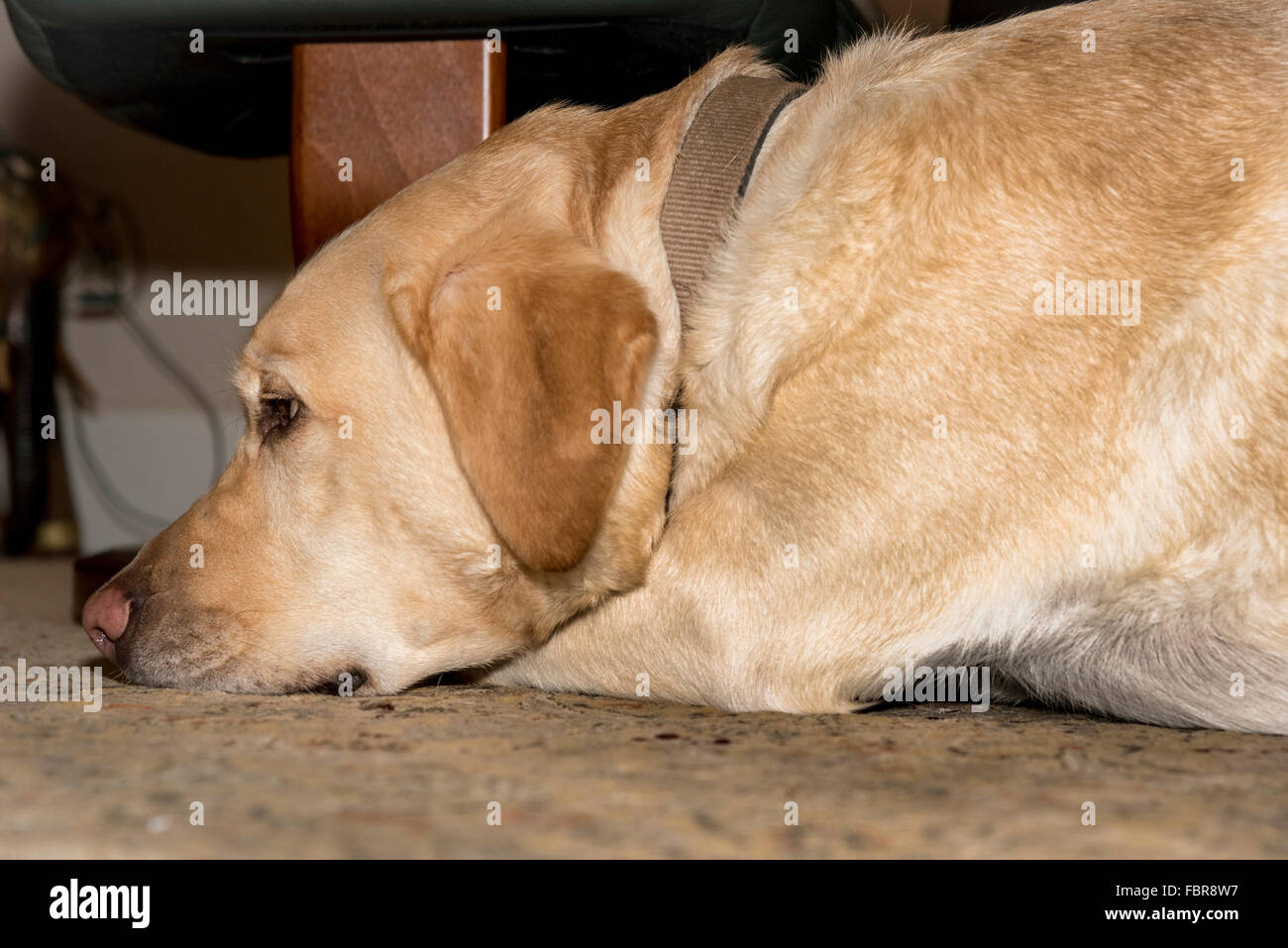 Golden labrador dog resting Stock Photo - Alamy