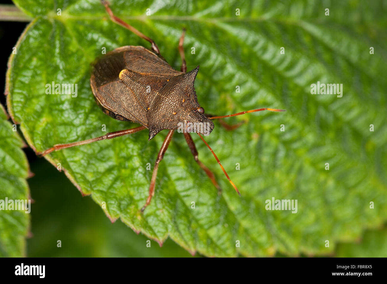Spiked Shieldbug, Zweispitzwanze, Zweispitz-Wanze, Zweizähnige ...