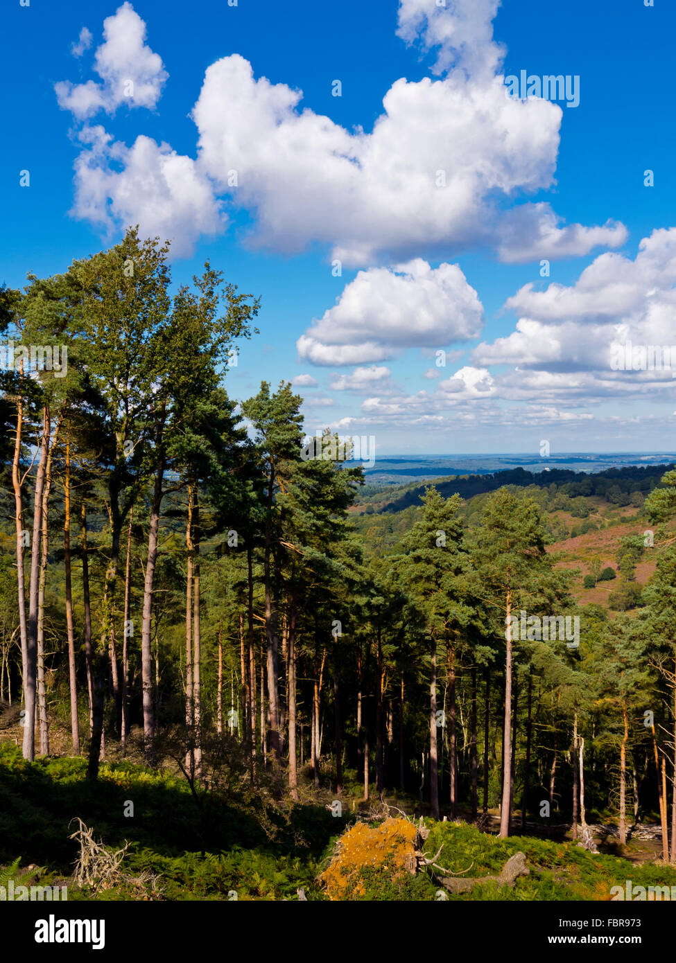 Pine trees at Devil's Punch Bowl a large natural amphitheatre and ...