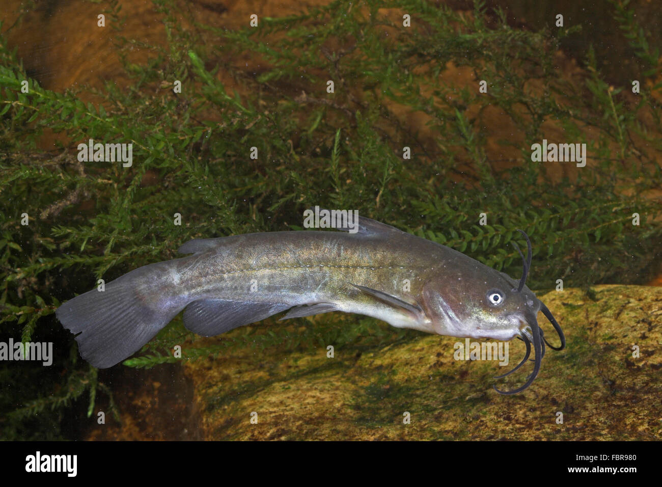 Zwergwels hi-res stock photography and images - Alamy