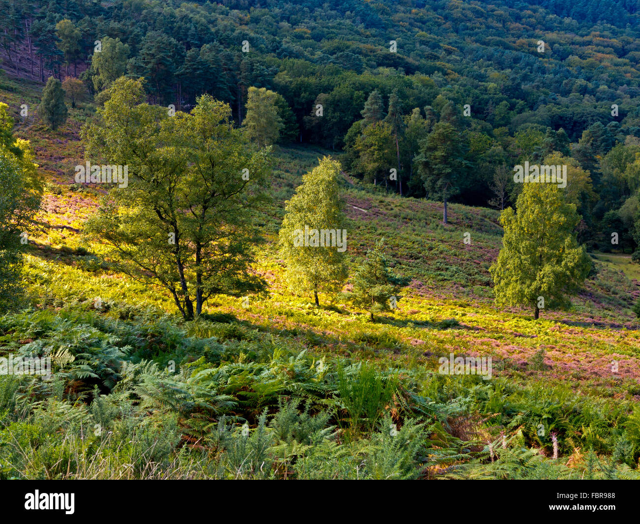 Trees growing in Devil's Punch Bowl a large natural amphitheatre and ...