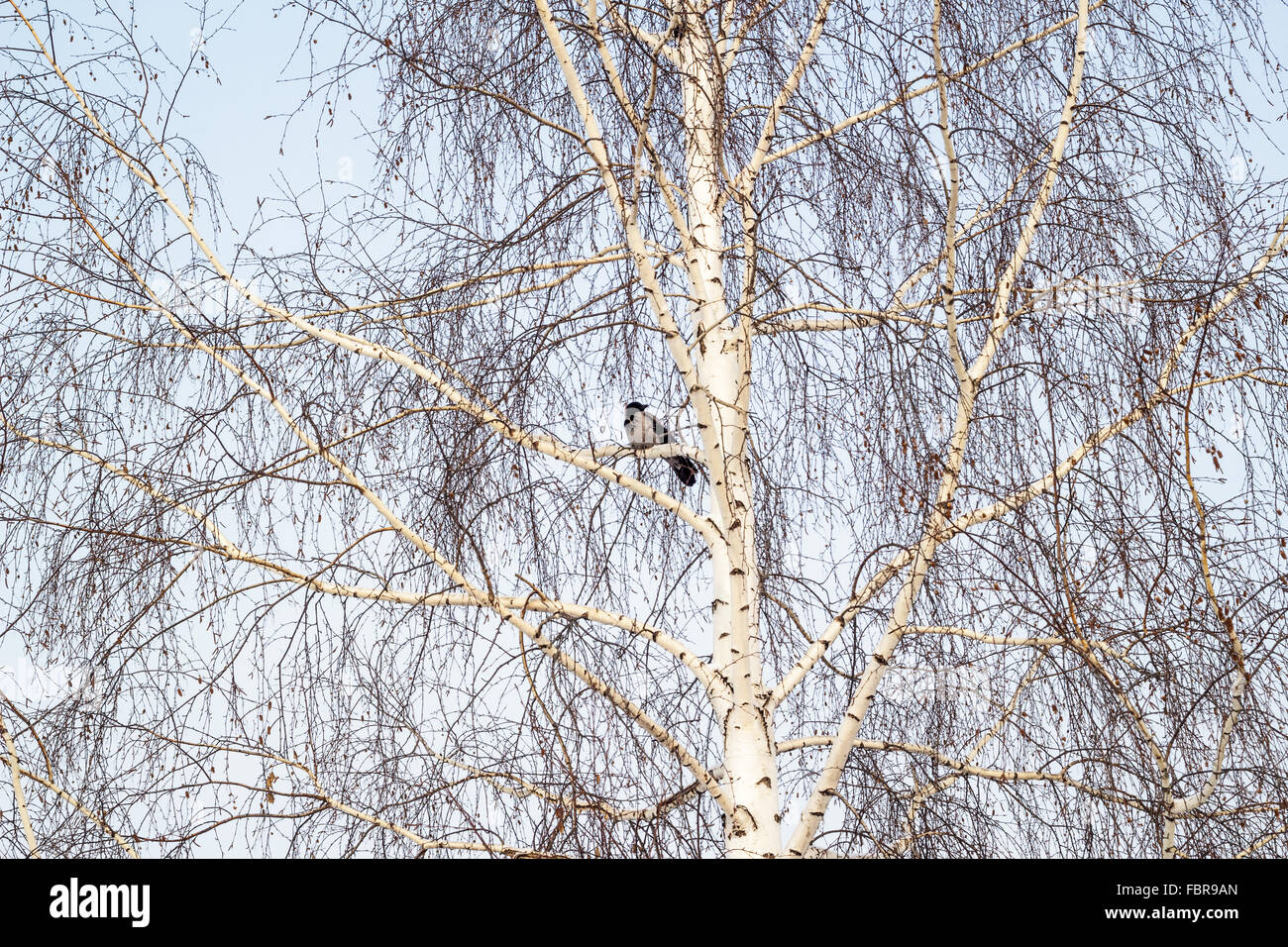 Beautiful winter landscape with a bird Stock Photo - Alamy