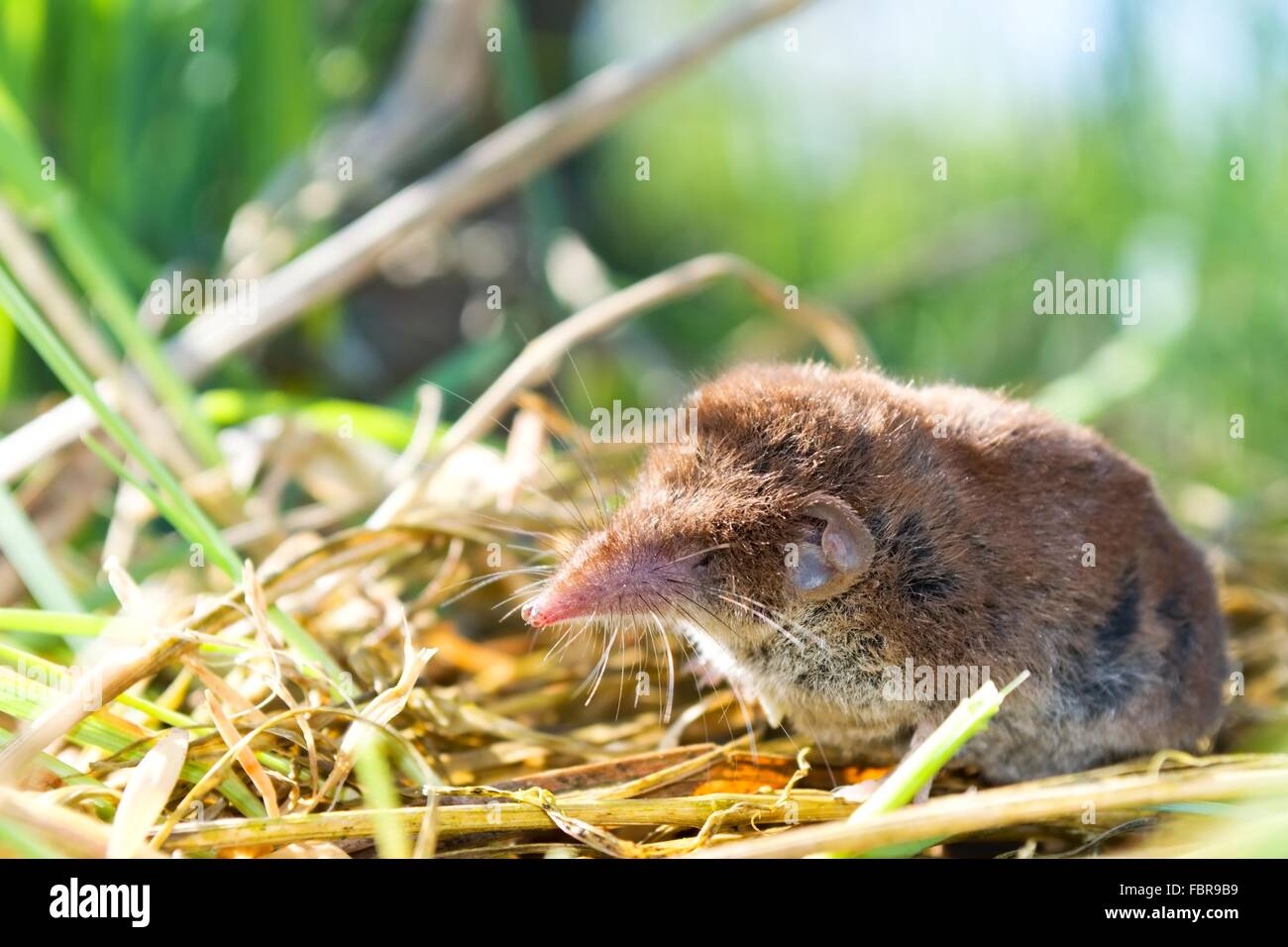 Bicolored shrew crocidura leucodon hi-res stock photography and images ...