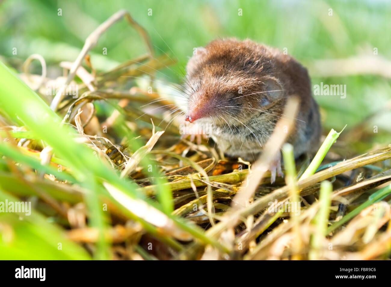 Bicolored shrew (Crocidura leucodon) in its natural environment Stock ...