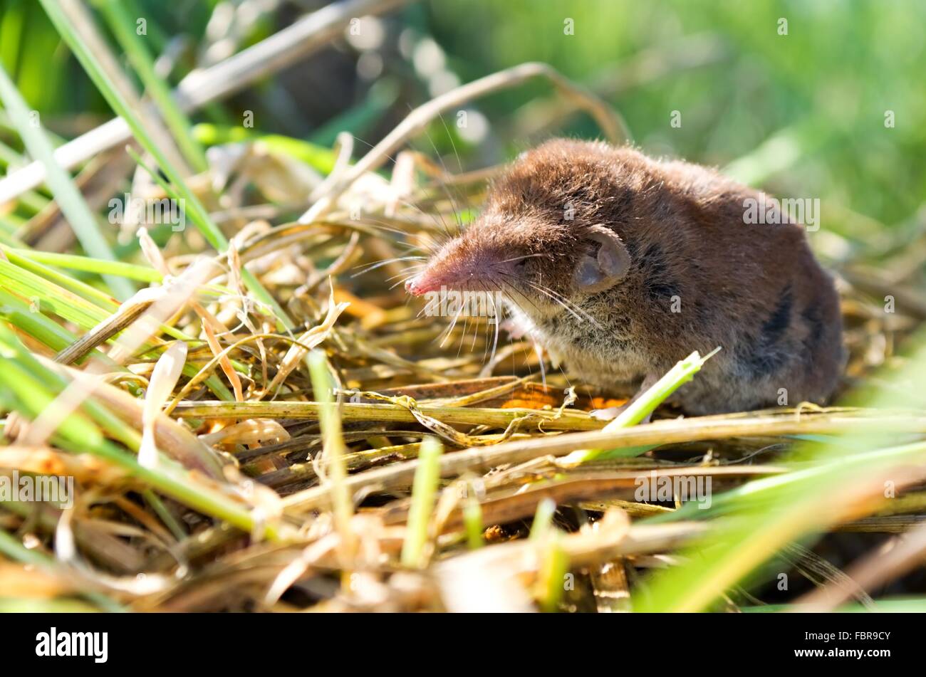 Bicolored shrew crocidura leucodon hi-res stock photography and images ...